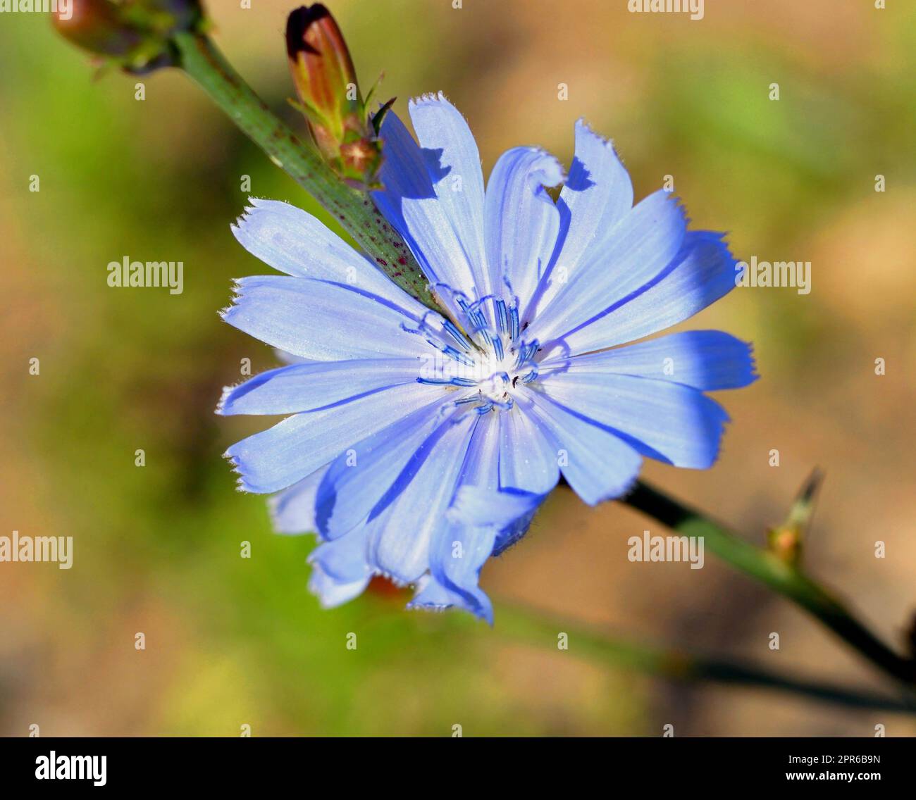 Chicory flower (Latin. Cichorium) of blue color Stock Photo - Alamy