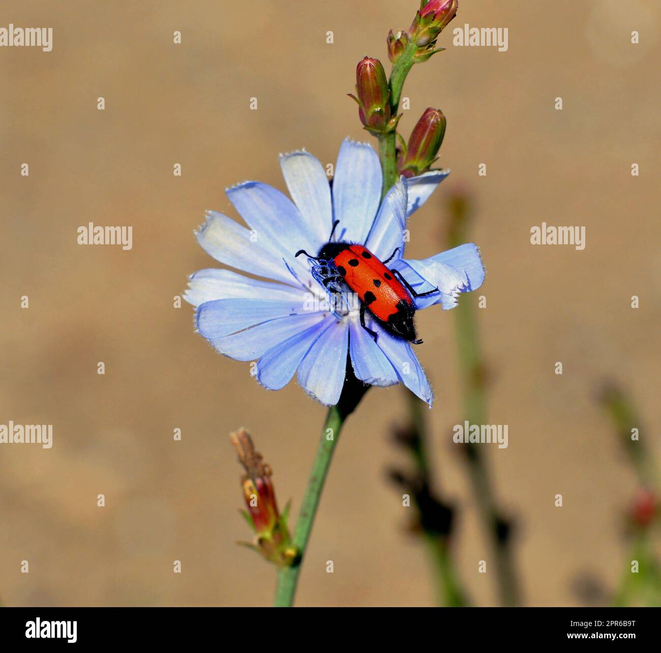 Flower wildflower blue stamens hi-res stock photography and images - Alamy