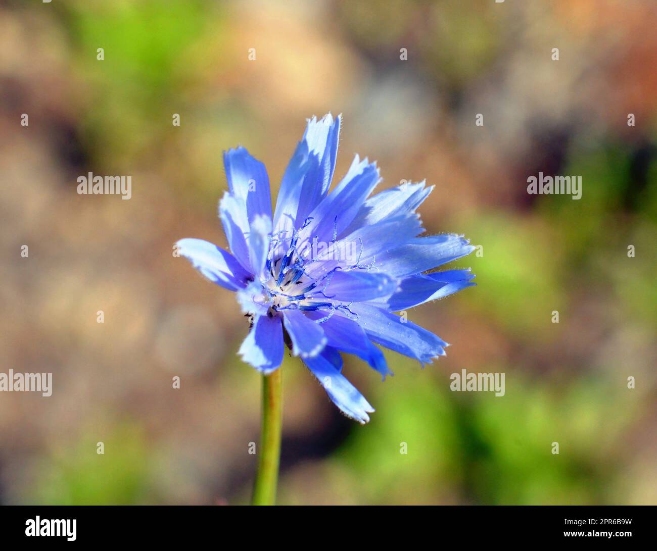 Flower wildflower blue stamens hi-res stock photography and images - Alamy