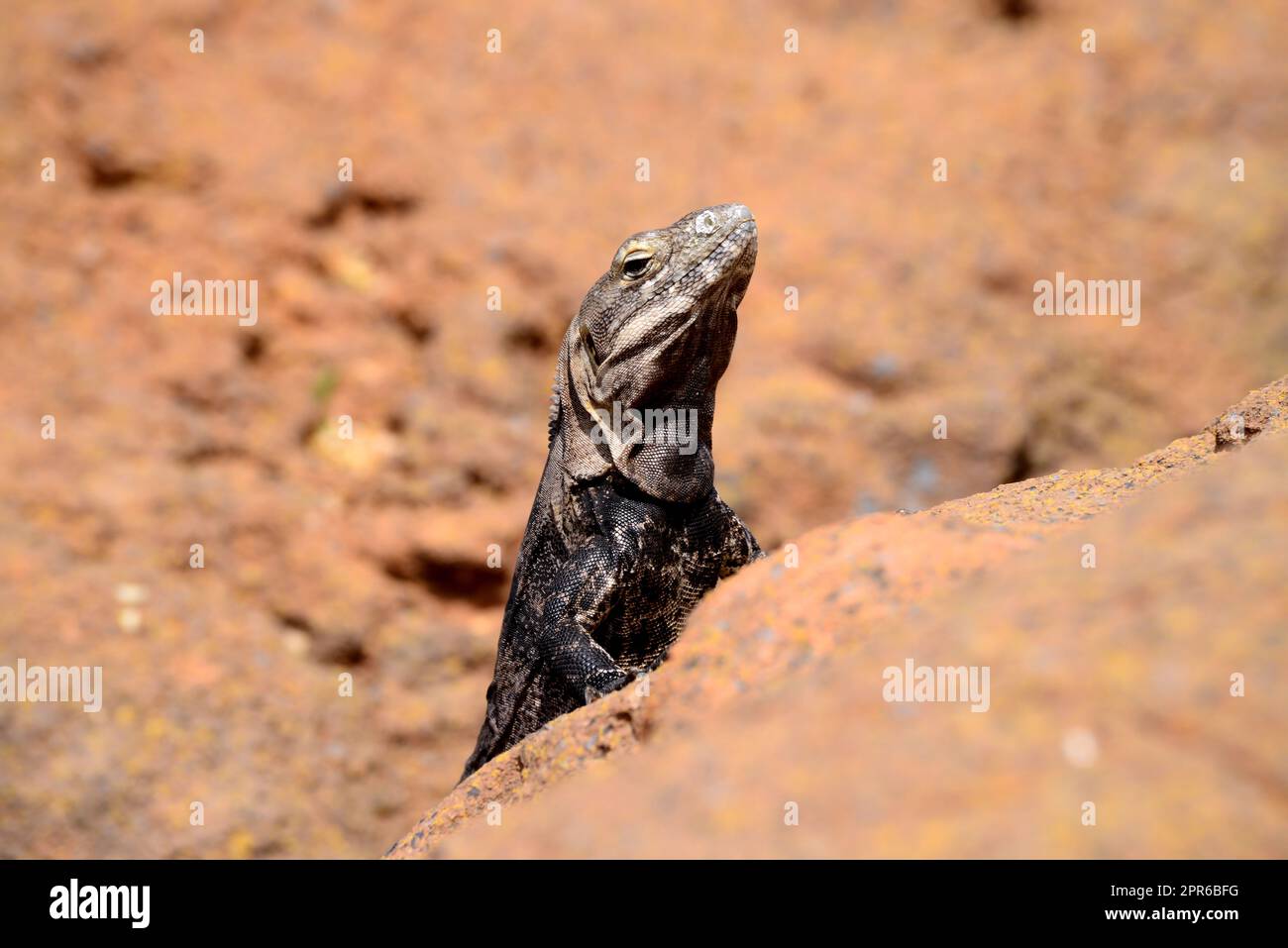 Chuckwalla lizard sitting on rock Stock Photo - Alamy