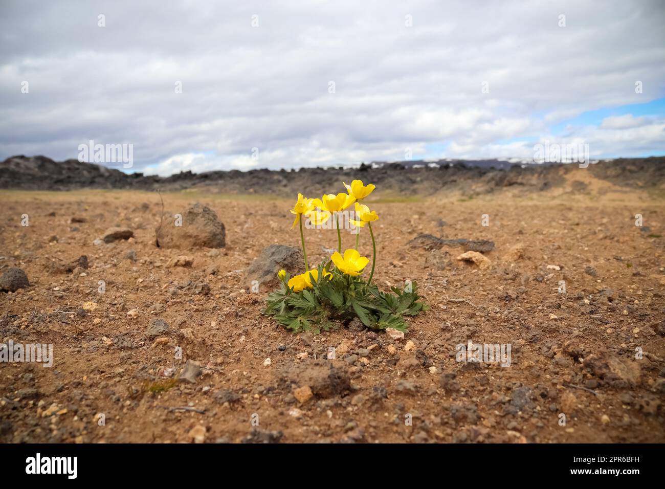 A solitary yellow flower on the parched volcanic soil of Iceland Stock ...