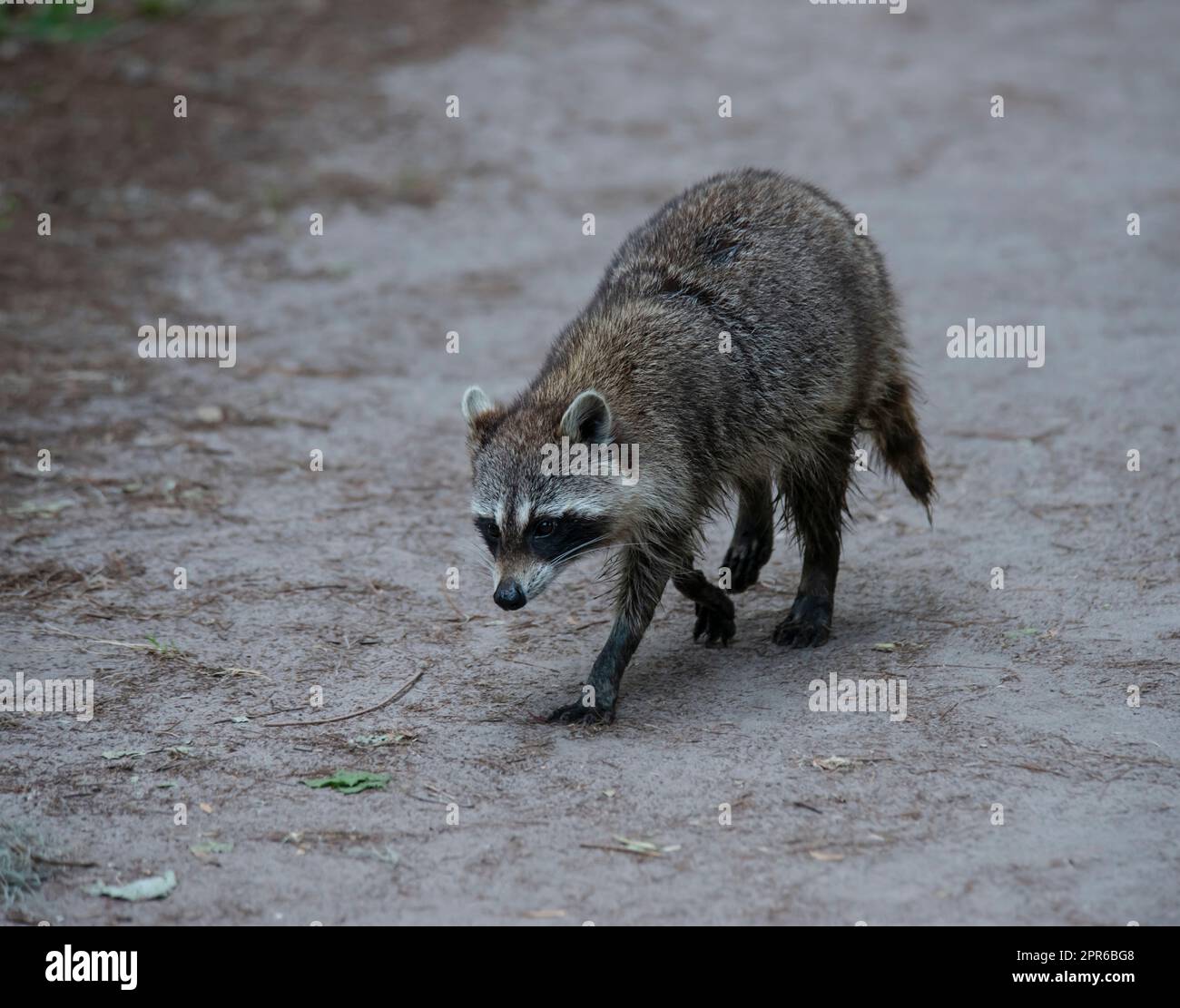 Raccoon walking in Florida Wetland Stock Photo - Alamy