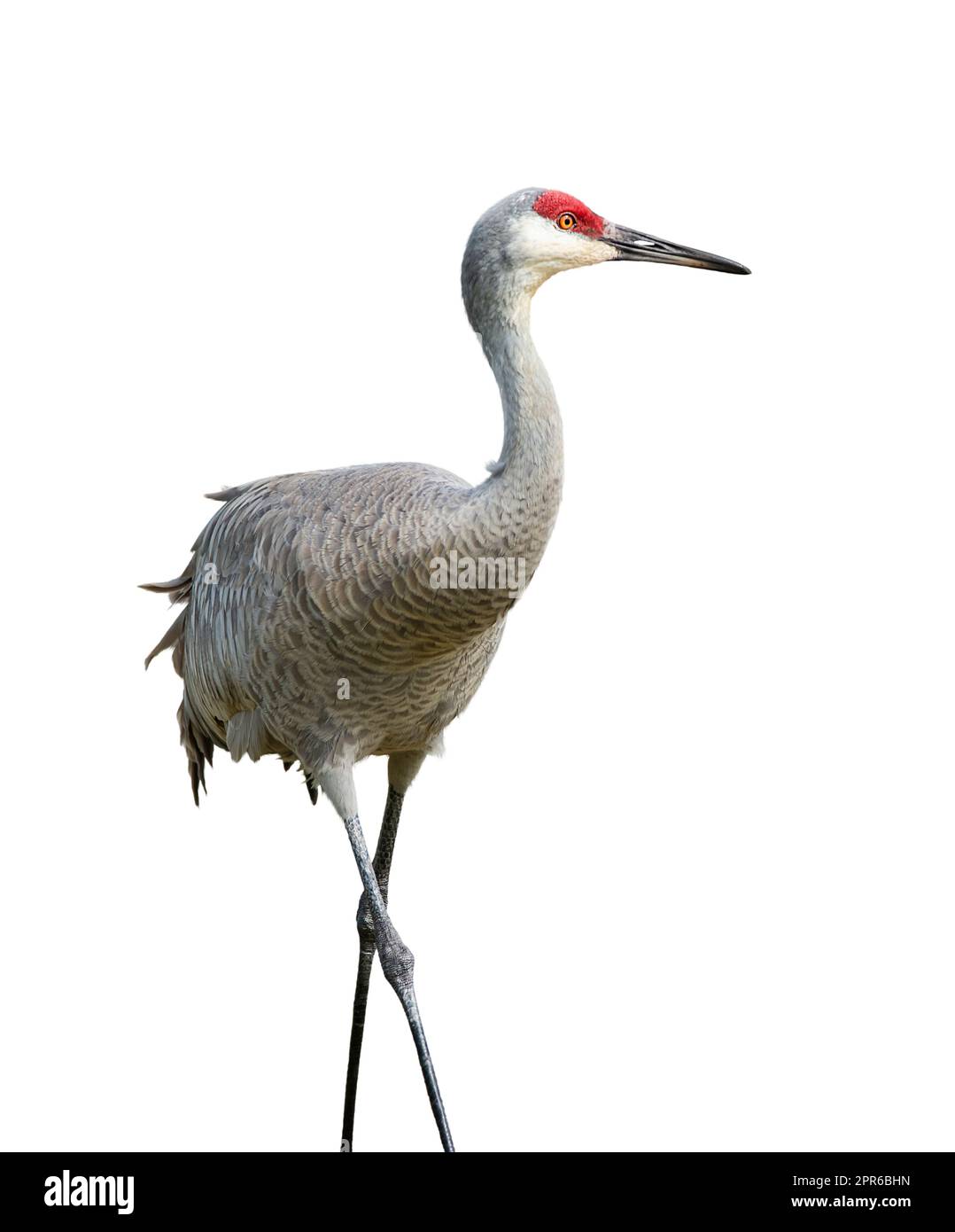 Crane background hi-res stock photography and images - Alamy