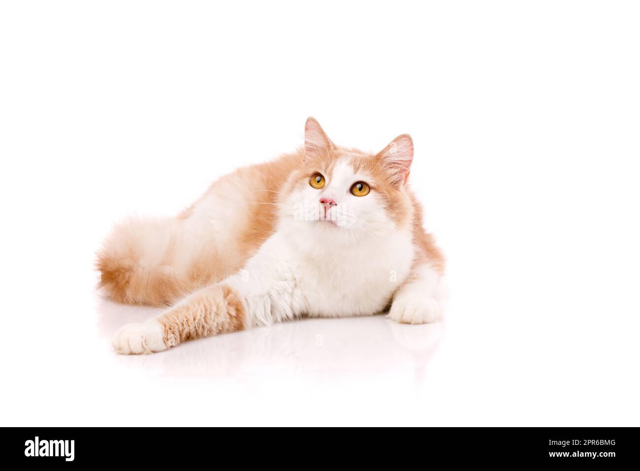 Big with light wool lazily lying on a white background Stock Photo - Alamy
