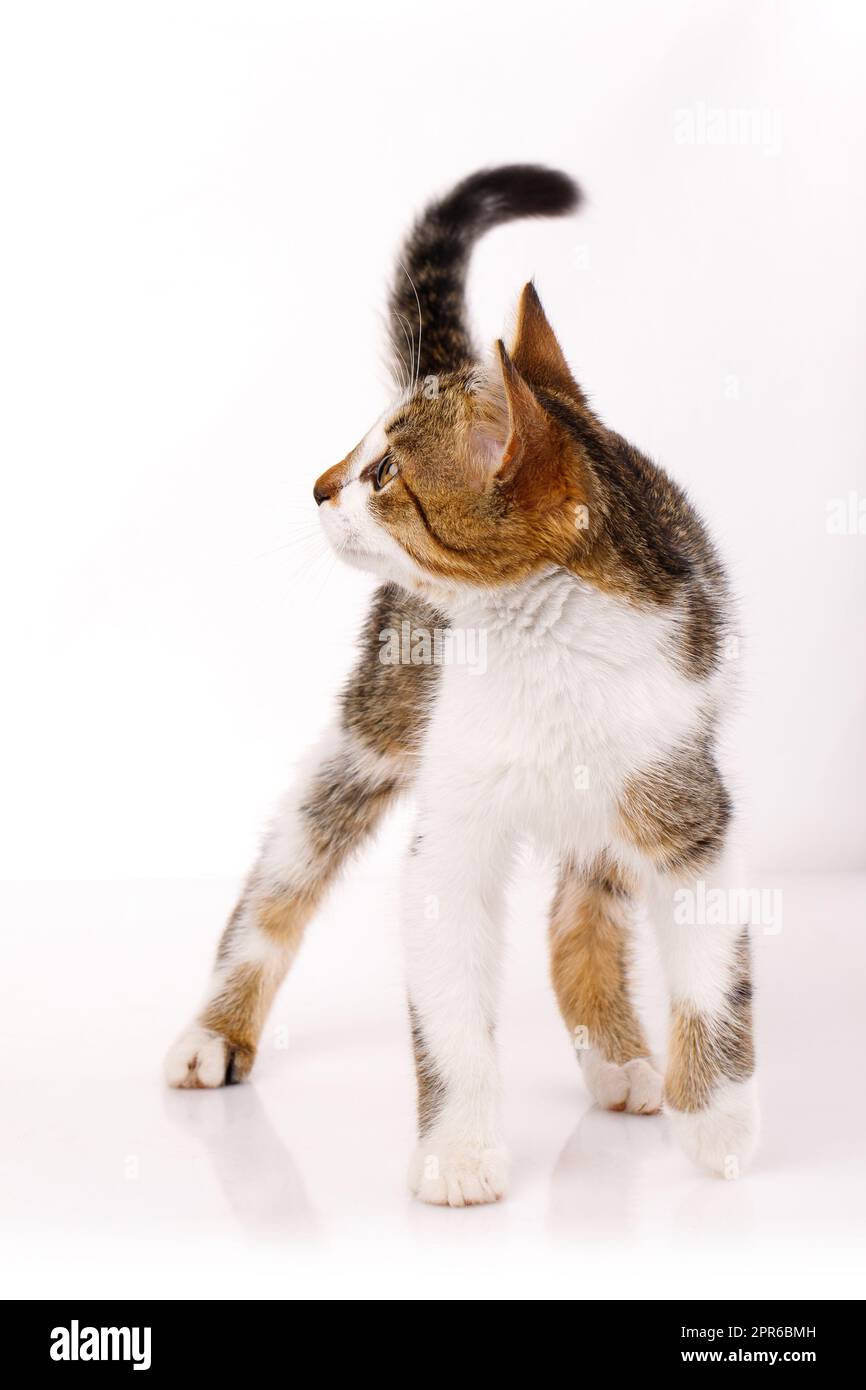 Small confused kitten walks on a white background looking around Stock ...