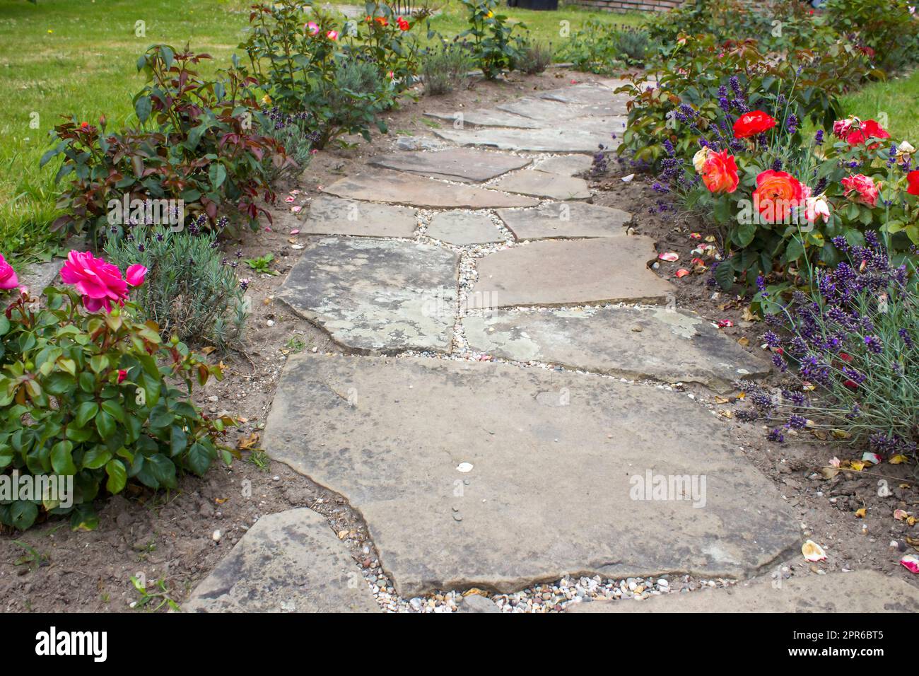 stone paved garden path and flowers - roses and lavender Stock Photo ...