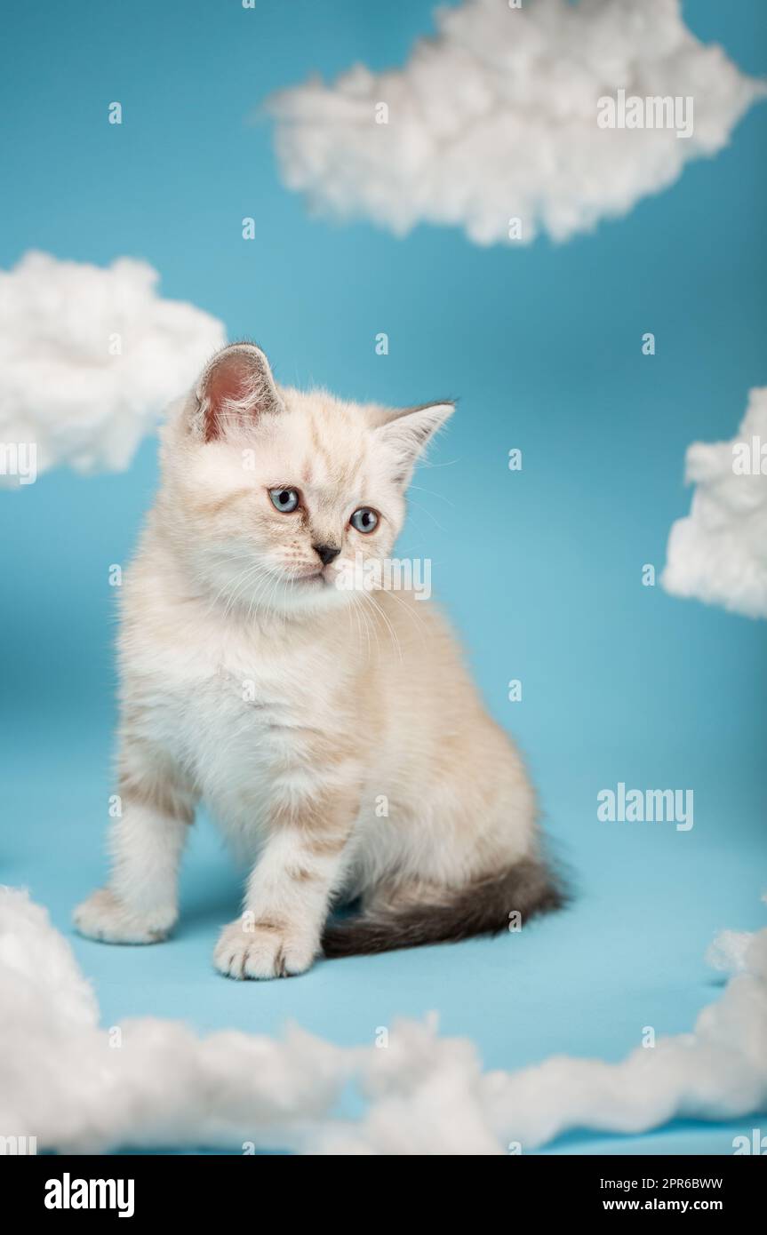 Small striped two-month-old Scottish cream colored kitten with blue ...