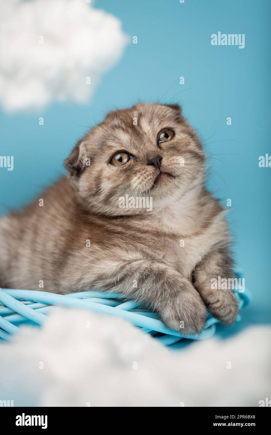 Gray sad Scottish kitten with tears in his eyes soap lies on a blue ...