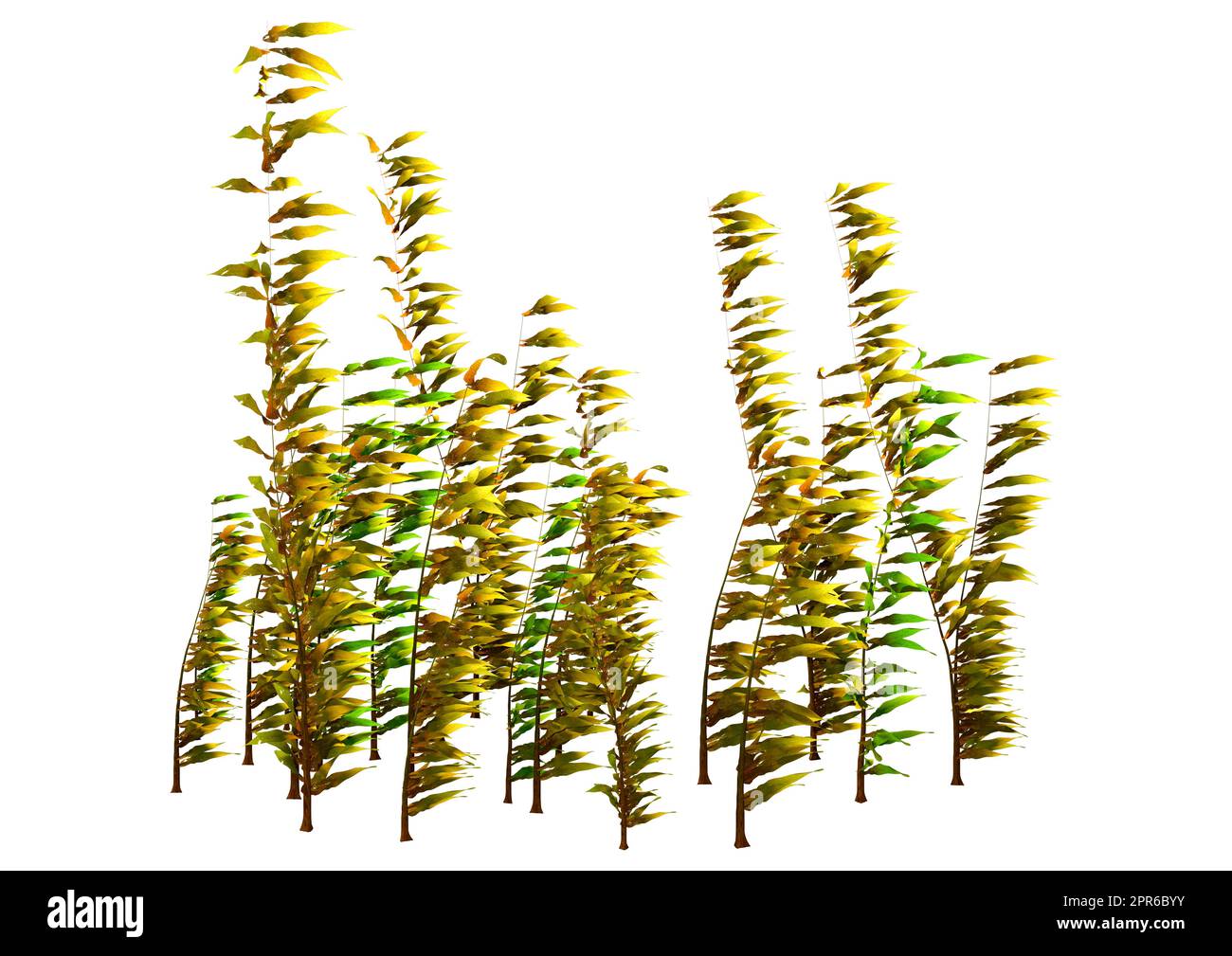 3D rendering of underwater kelp isolated on white background Stock ...