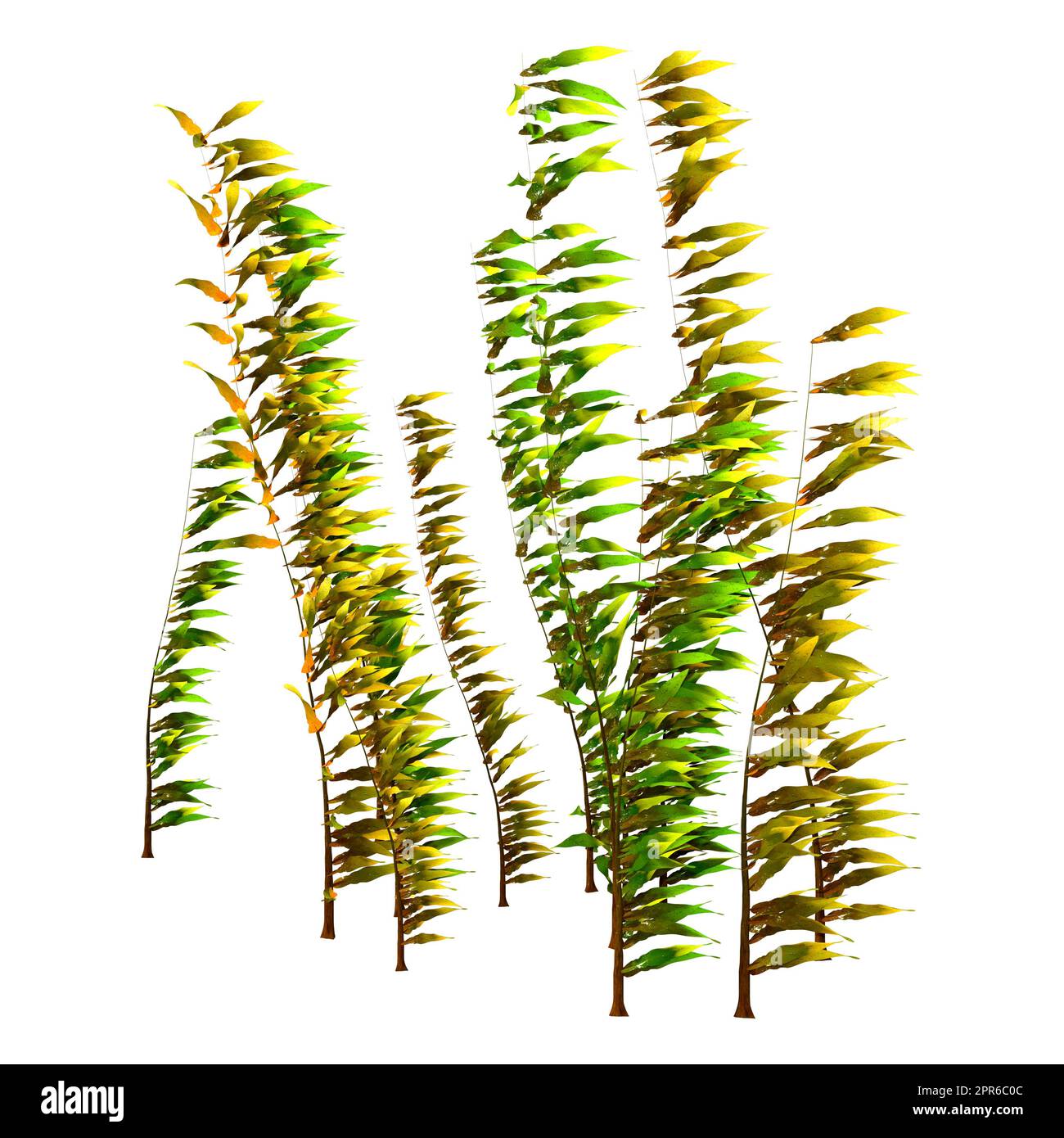 3D rendering of underwater kelp isolated on white background Stock Photo - Alamy