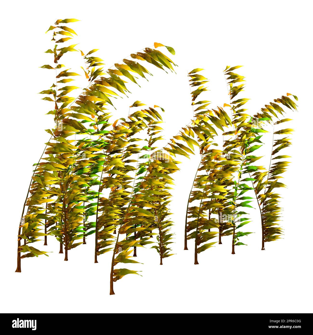 3D rendering of underwater kelp isolated on white background Stock ...