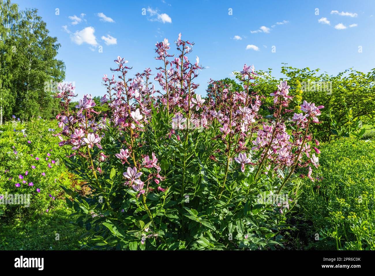 Dictamnus Albus flowering plant blooms in the summer garden Stock Photo ...