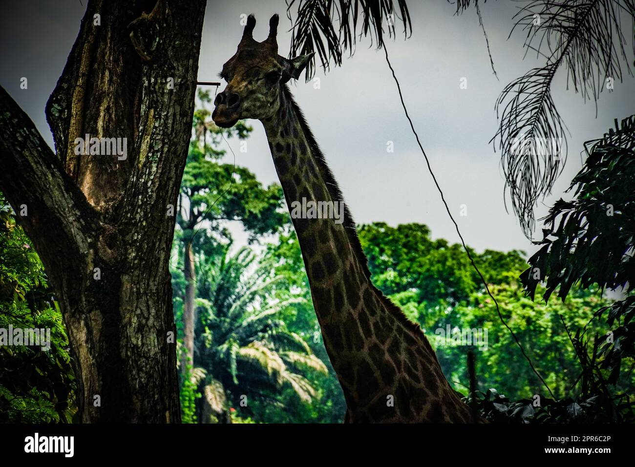 Jungle creatures hi-res stock photography and images - Alamy