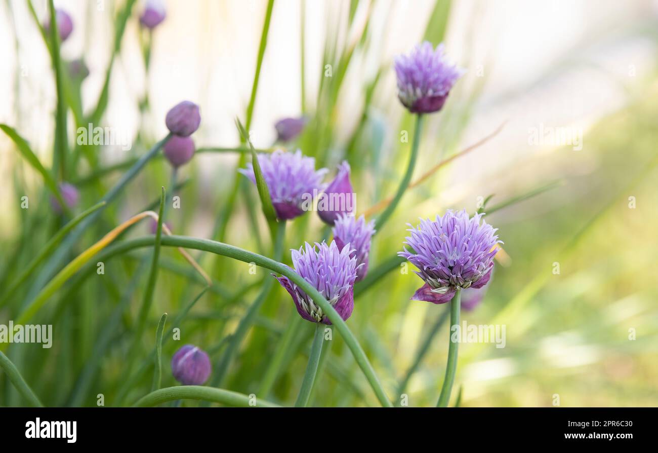 Organic chive hi-res stock photography and images - Alamy