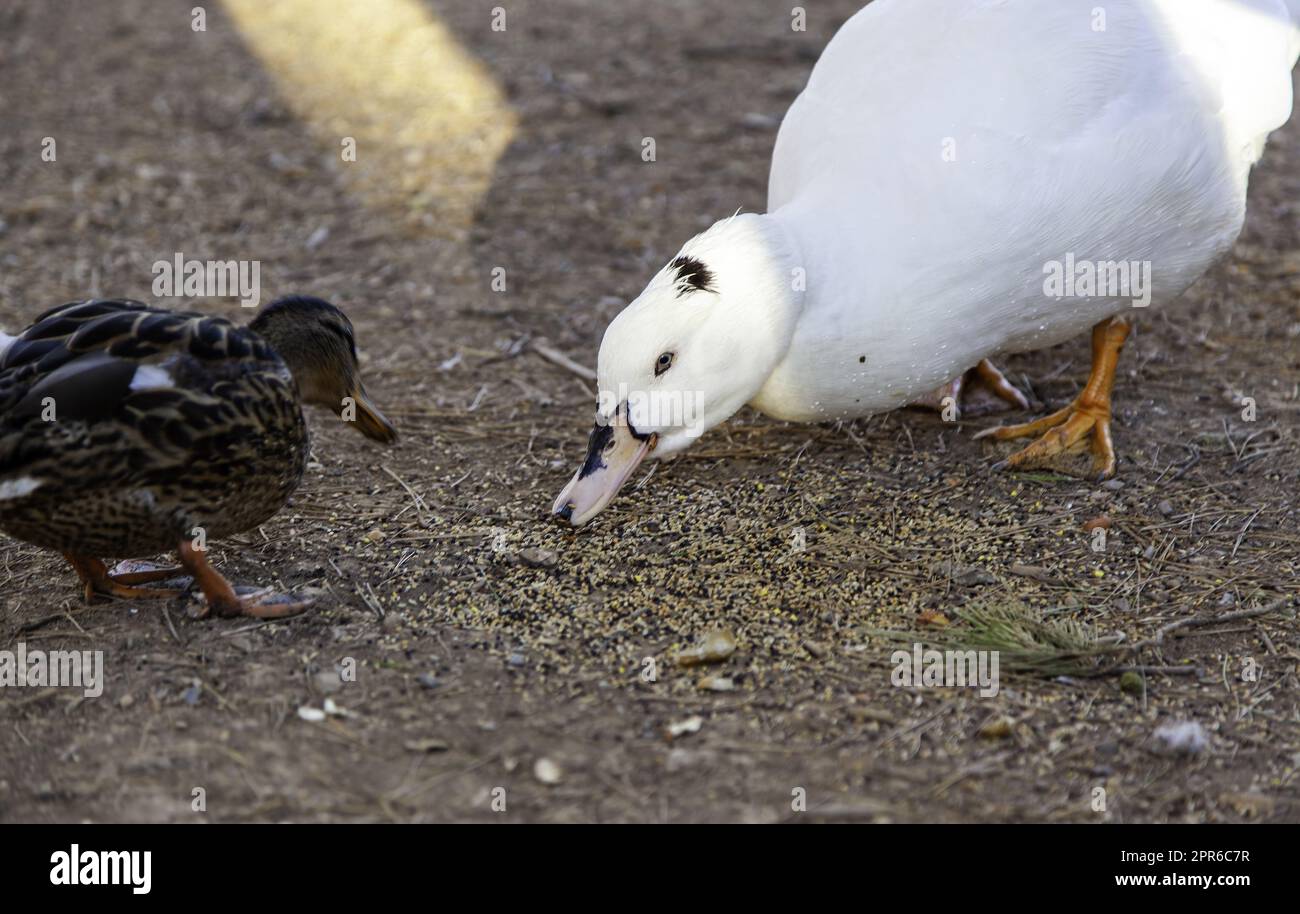 Wild ducks in freedom Stock Photo - Alamy