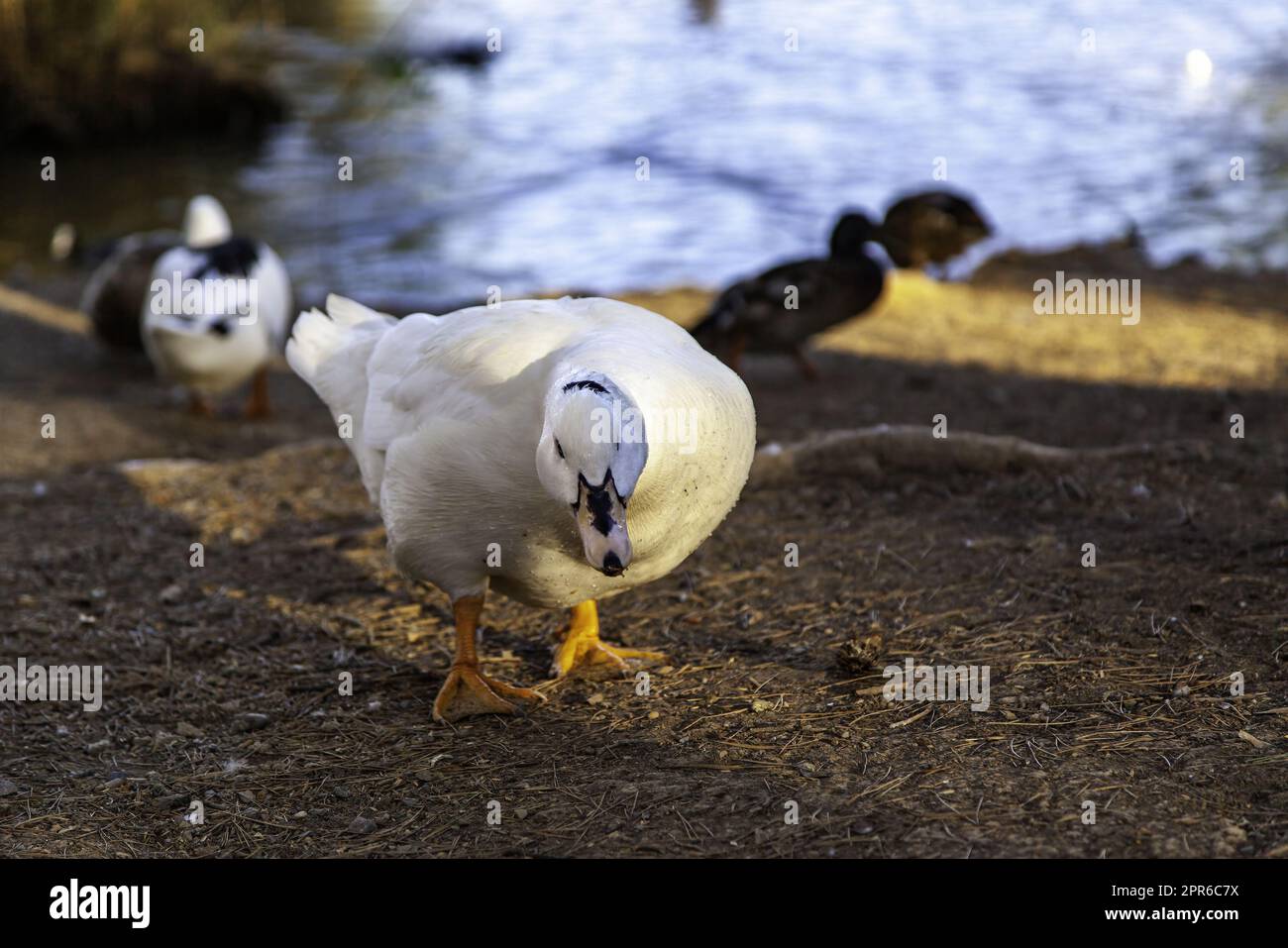 Animals and ducks outdoor goose wings hi-res stock photography and ...