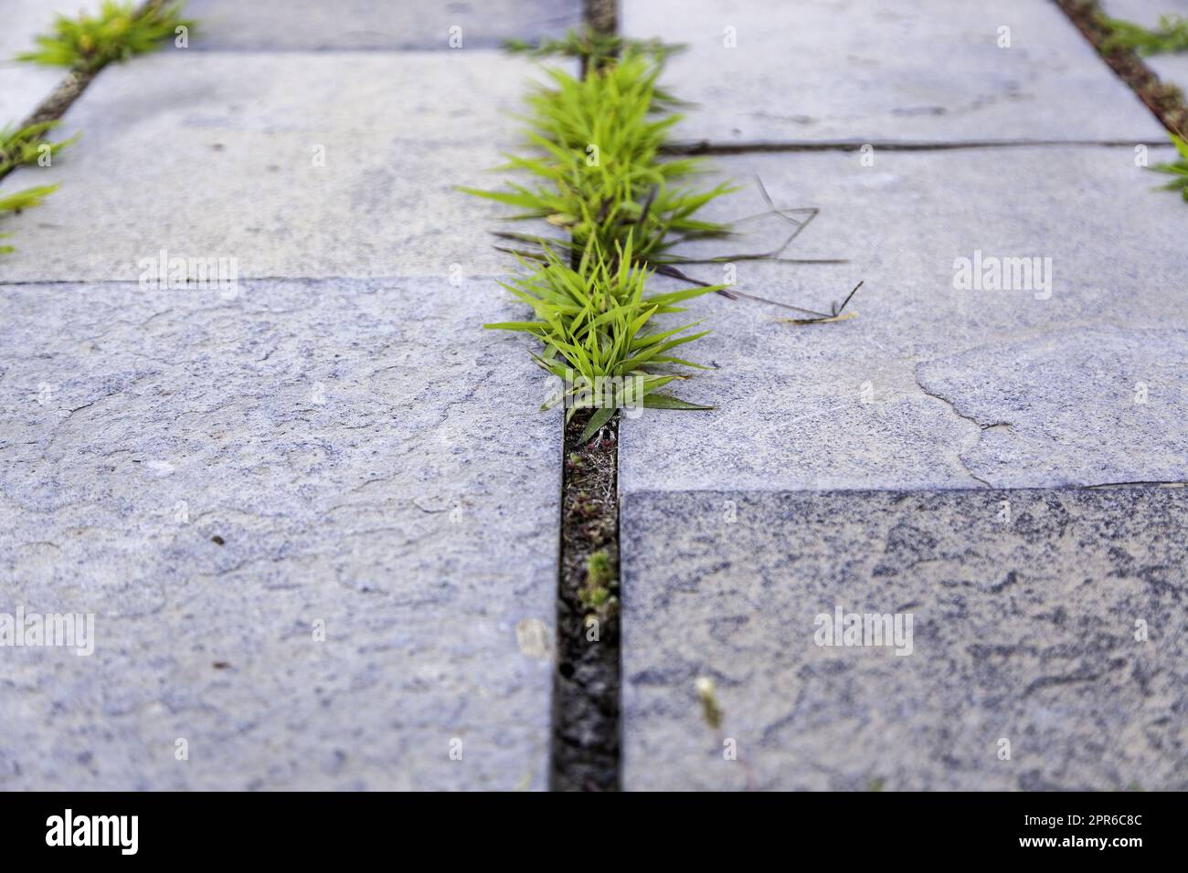 Cement floor with grass Stock Photo - Alamy