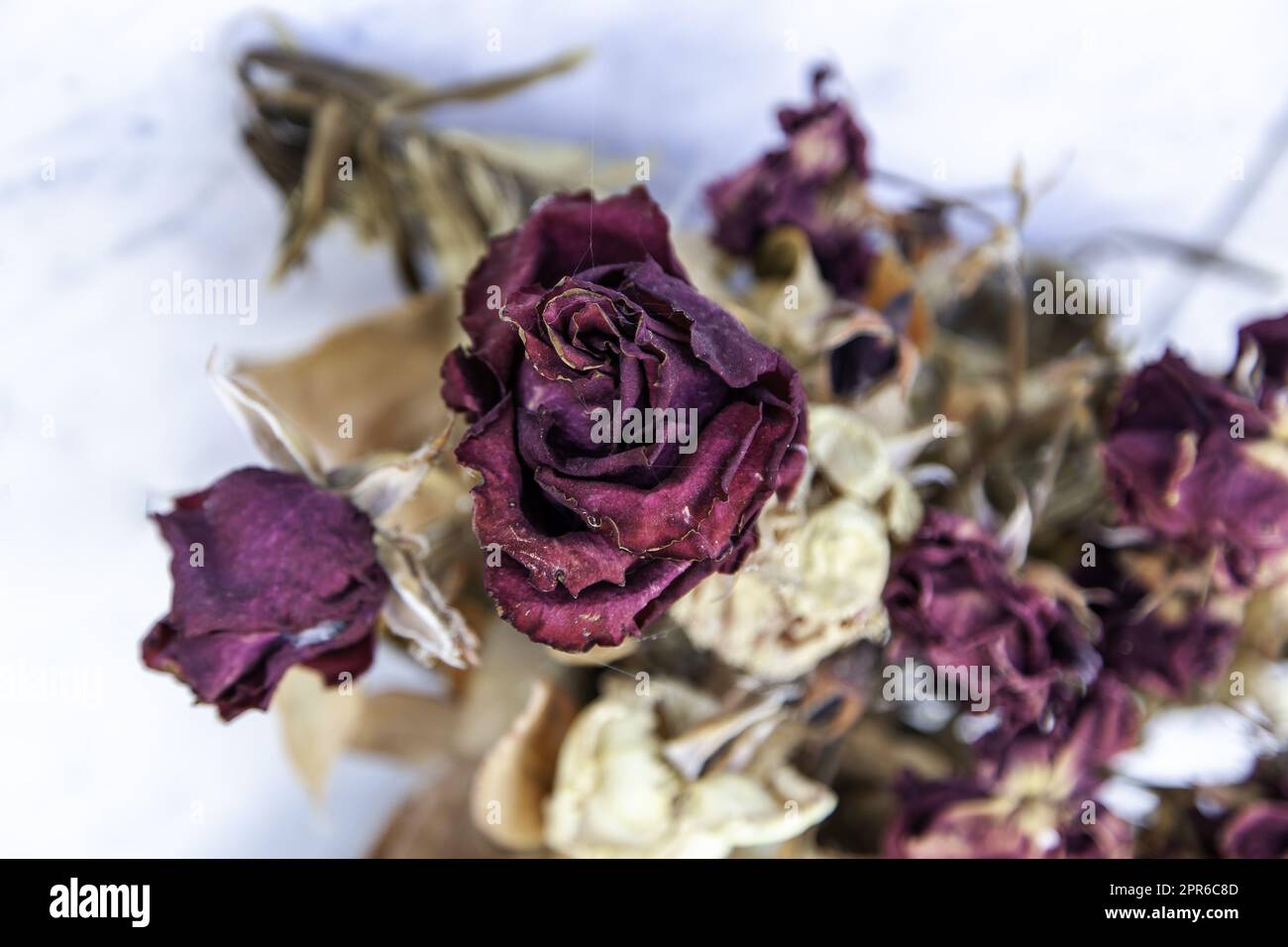 Dried and dead flowers in a pot Stock Photo - Alamy