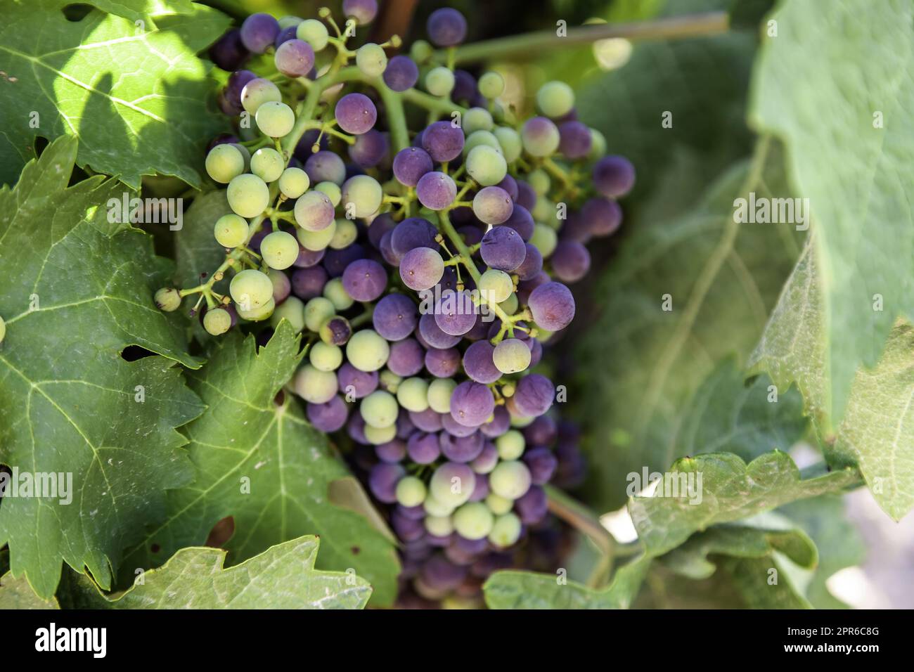 Grapes in some vines Stock Photo - Alamy