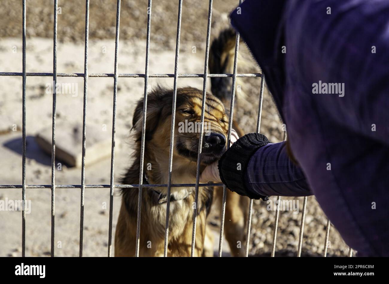 Petting caged dog Stock Photo - Alamy