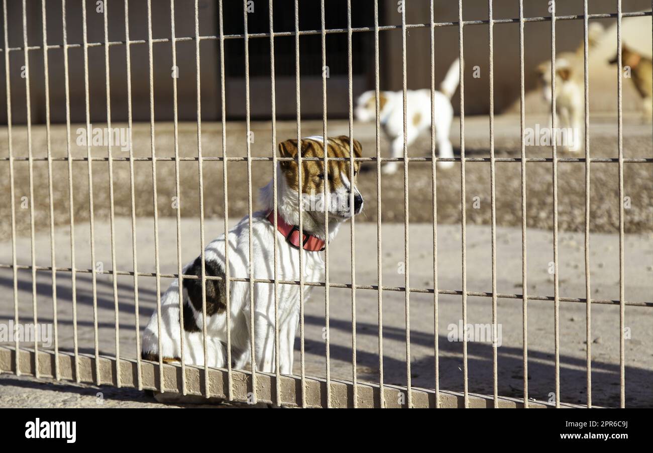 Petting caged dog Stock Photo - Alamy