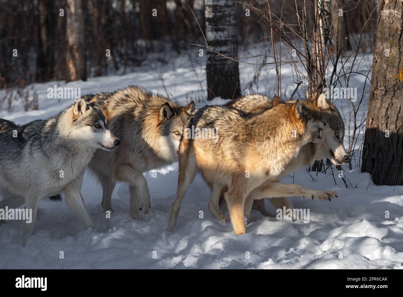 Grey Wolf (Canis lupus) Pack in Line Sniff and Snarl Winter - captive ...