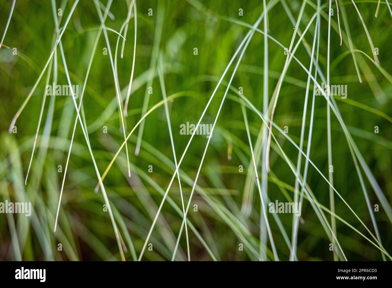 Lush dense green park hi-res stock photography and images - Alamy