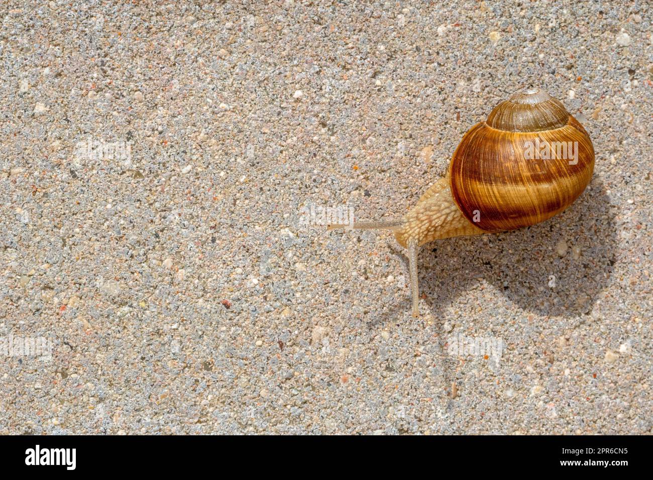 Photo of a snail crawling on a pavement in the city Stock Photo - Alamy