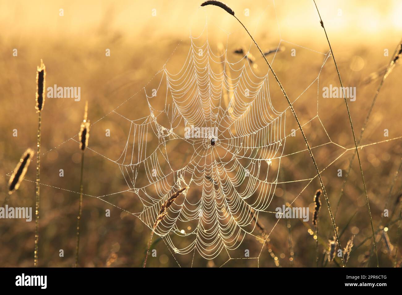 Reed grass spider web hi-res stock photography and images - Alamy
