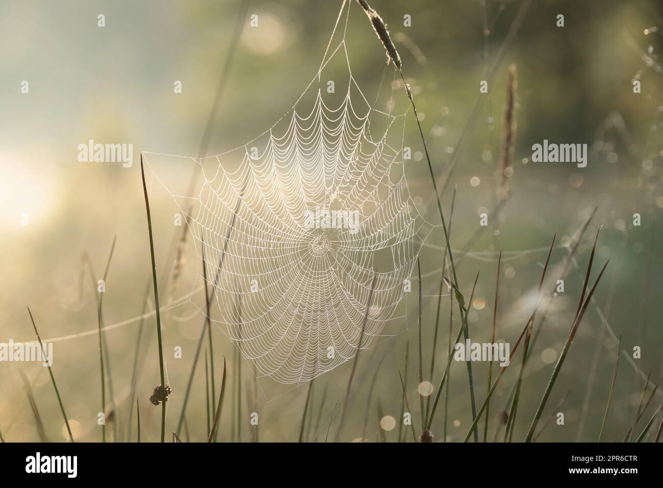 Reed grass spider web hi-res stock photography and images - Alamy