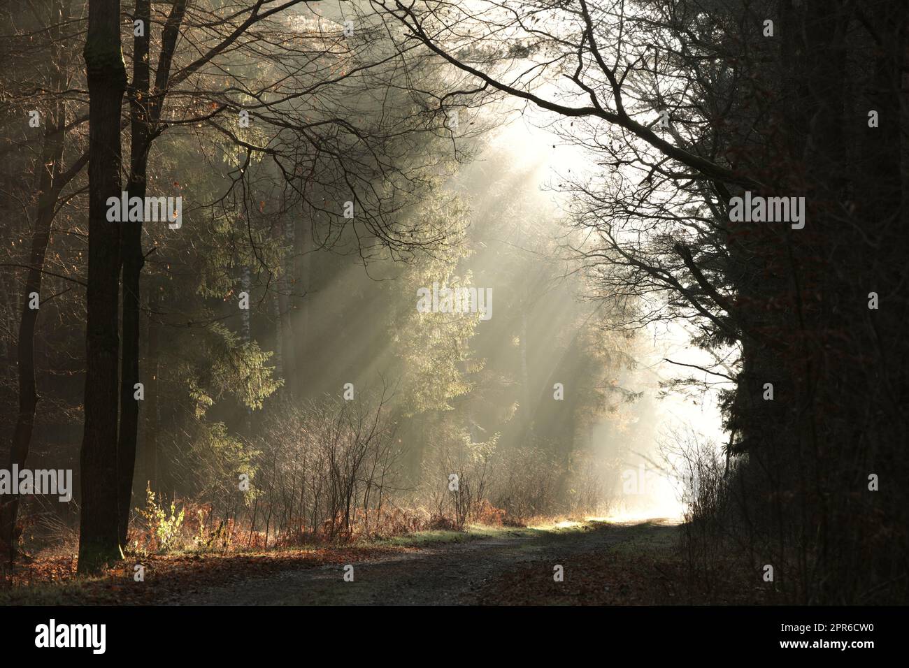 autumn forest during sunrise Stock Photo - Alamy