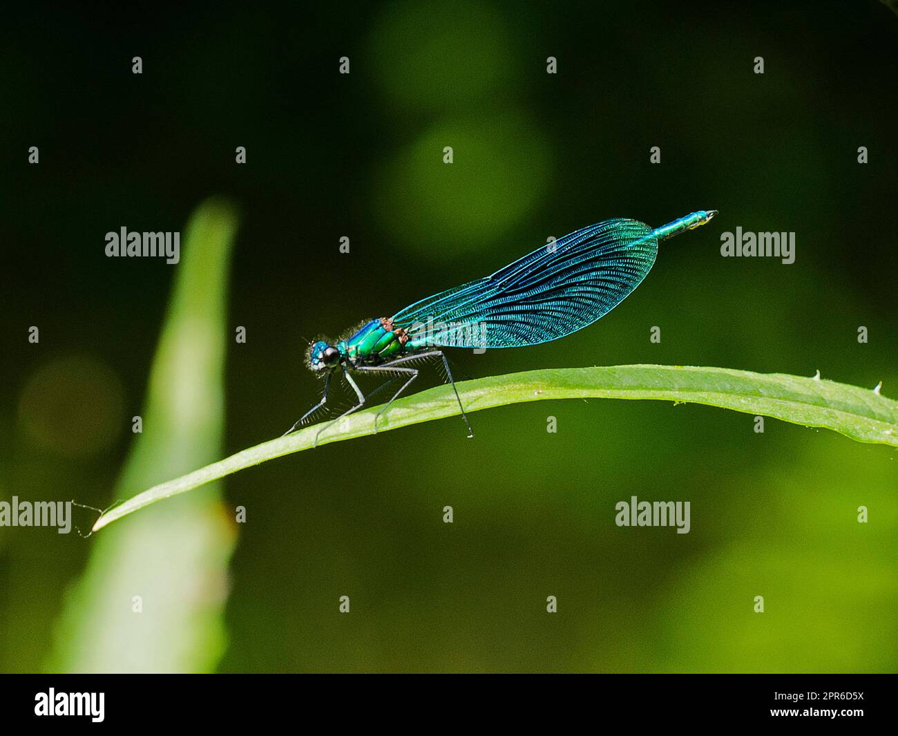 Dragon spa hi-res stock photography and images - Alamy