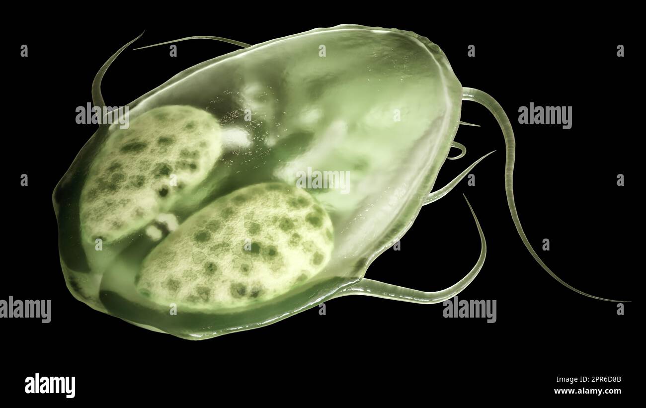 Giardia Lamblia Cyst