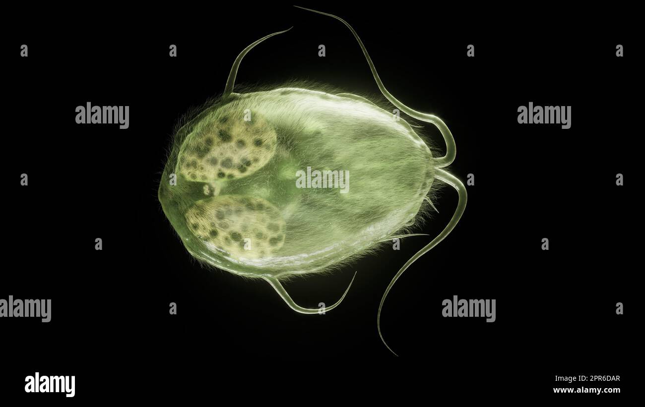 Giardia lamblia hi-res stock photography and images - Alamy