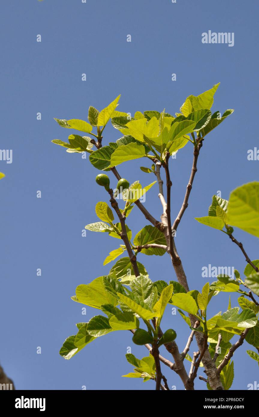 Fig tree in Avairo in Portugal Stock Photo - Alamy