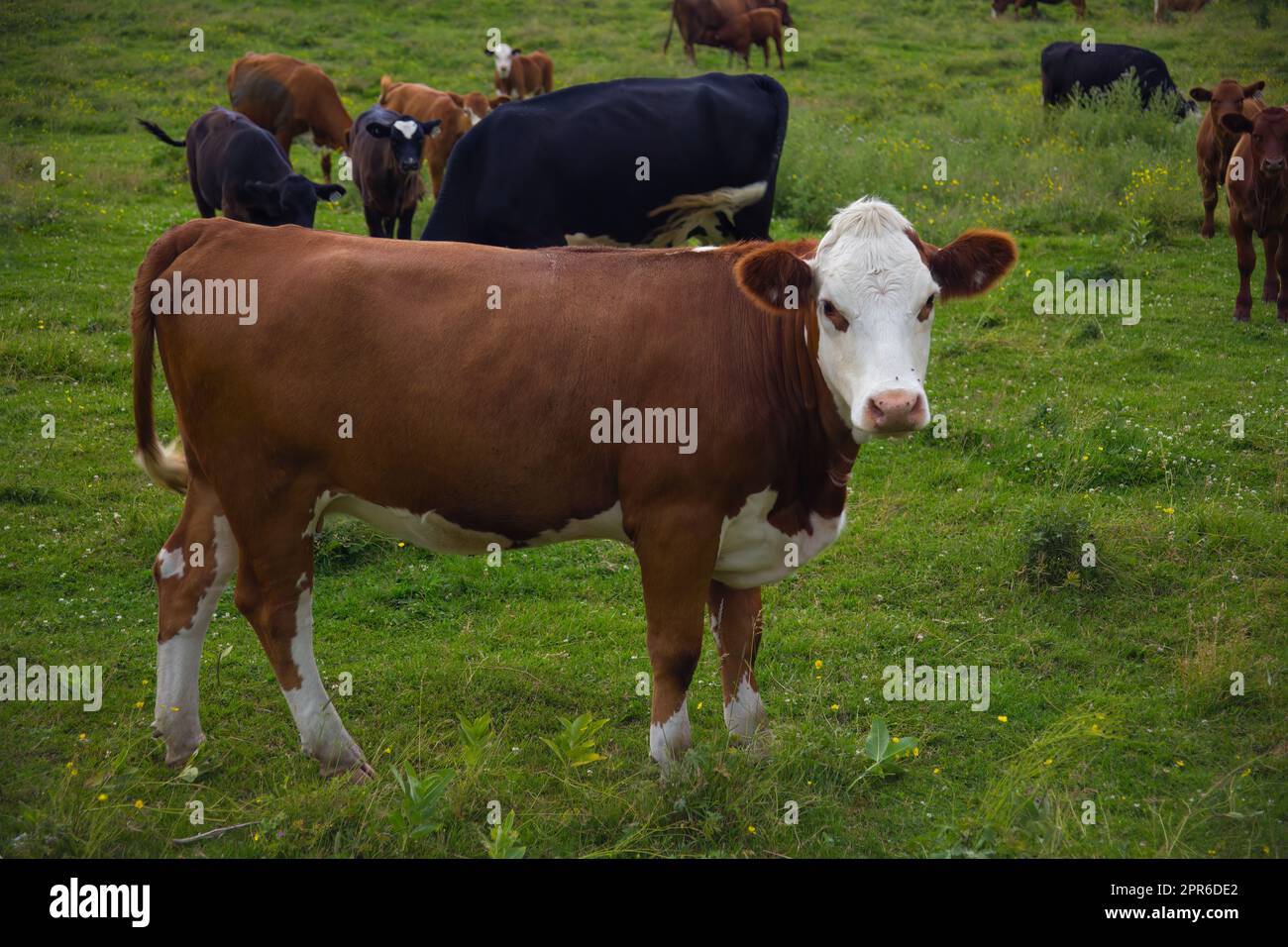 cow in green field panoramic landscape heard dairy farm animal grazing ...