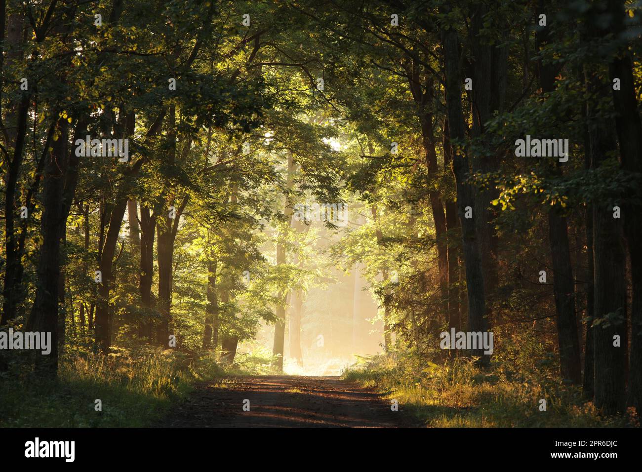 Forest path at sunrise Stock Photo - Alamy
