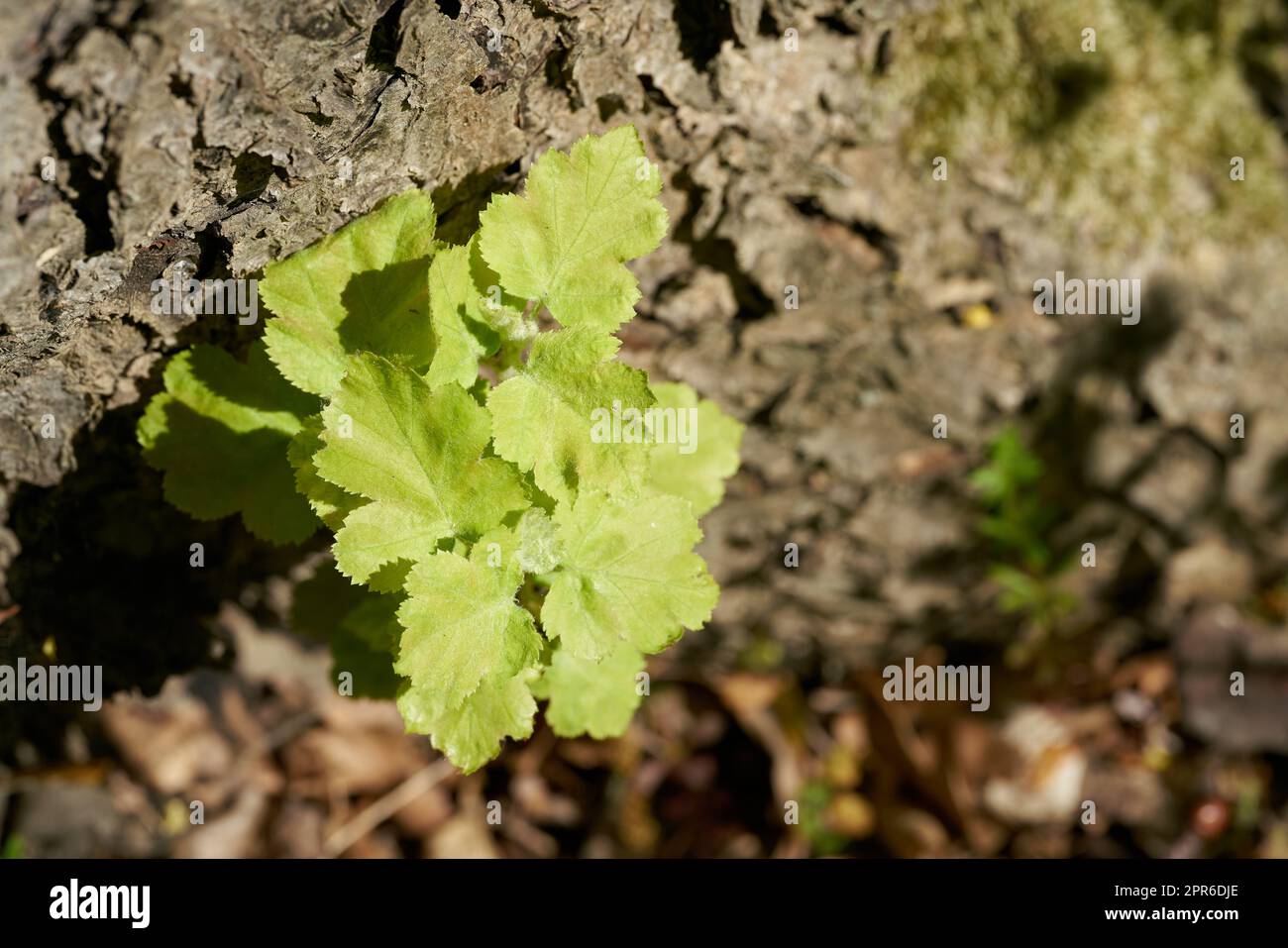 young shoots on the trunk of a Elsbeere, wild service tree, Sorbus ...