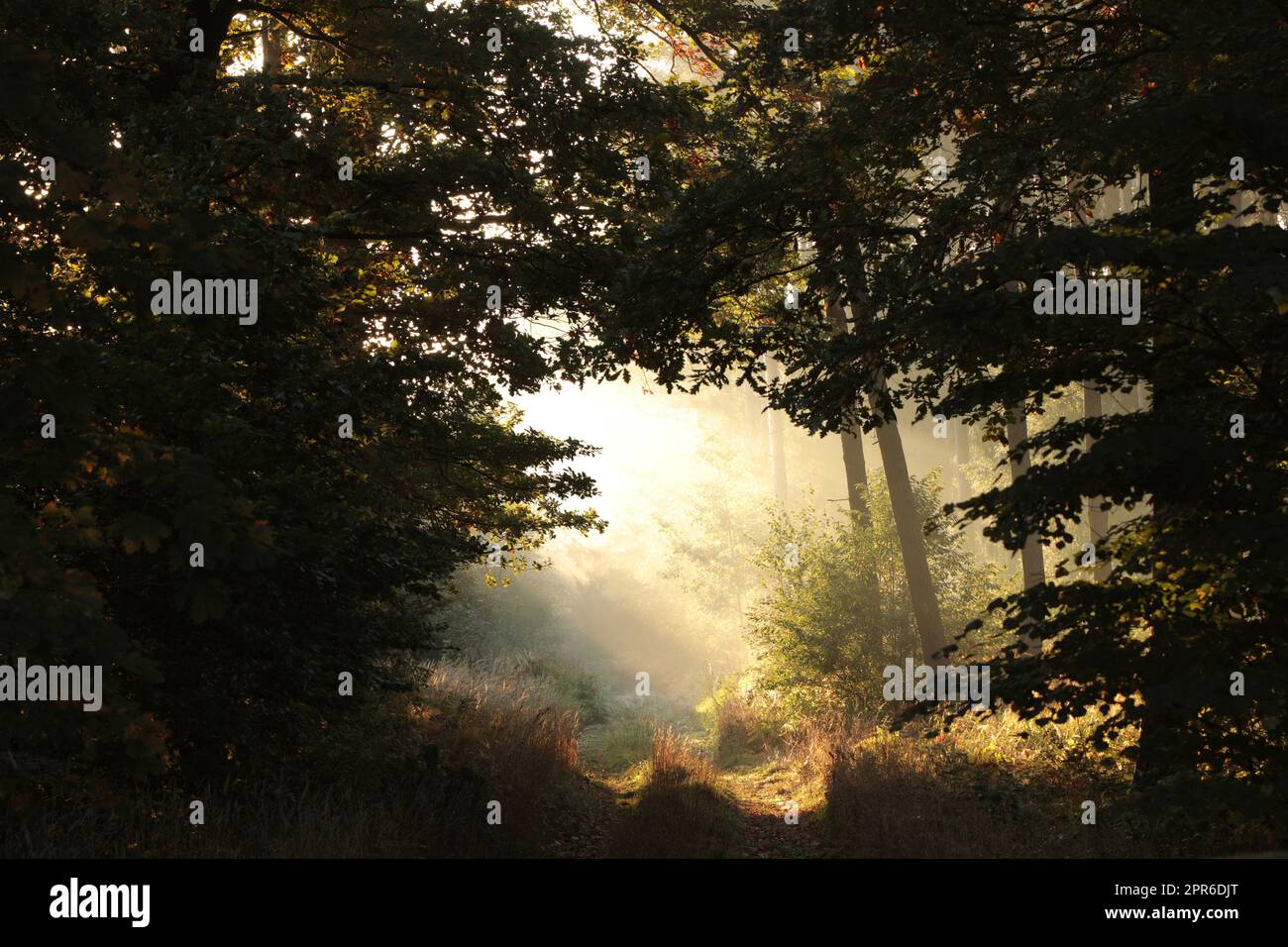 Forest path at sunrise Stock Photo - Alamy