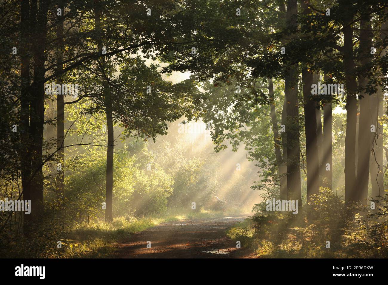 Forest path at sunrise Stock Photo - Alamy
