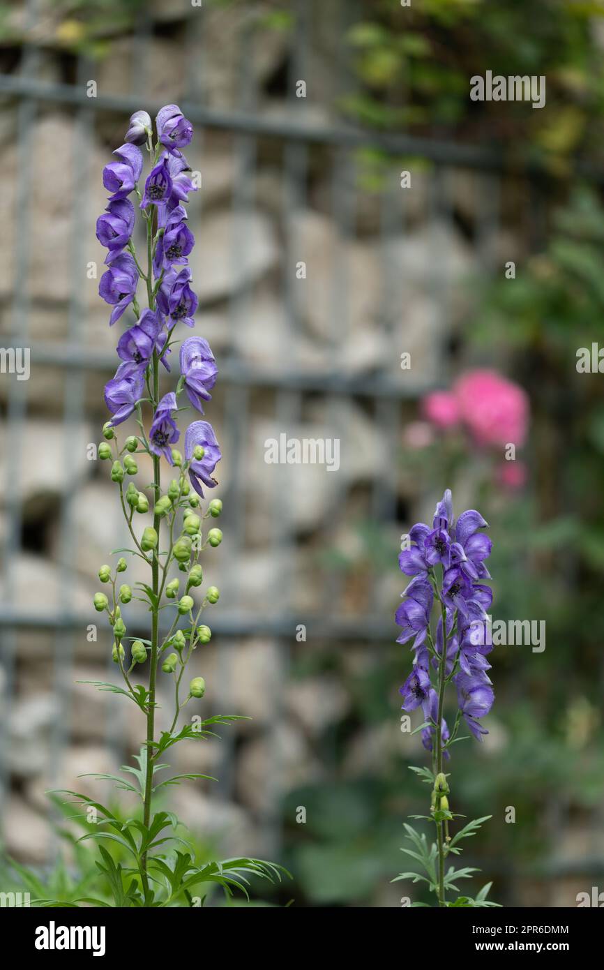 Delphinium flowers in a garden Stock Photo - Alamy
