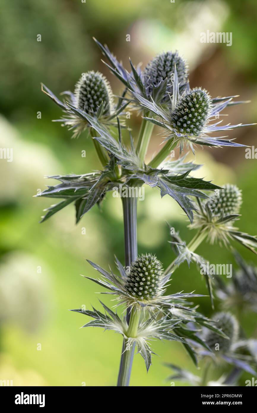 Eryngium garden hi-res stock photography and images - Alamy