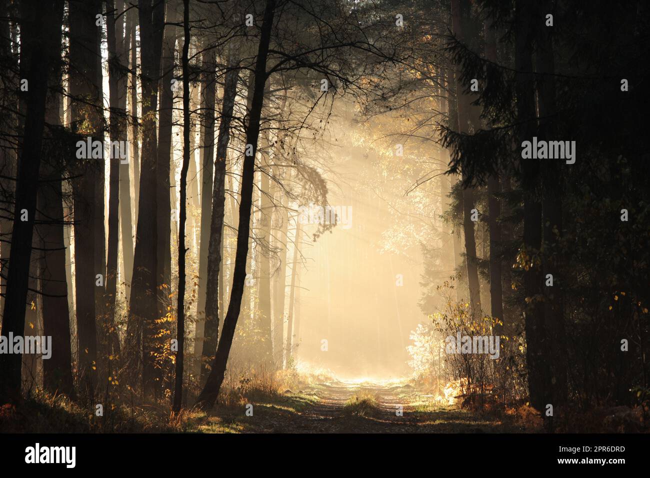 Forest path at sunrise Stock Photo - Alamy