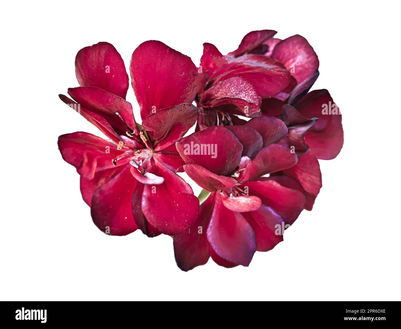 Top view shot red malvon isolated over white background Stock Photo - Alamy