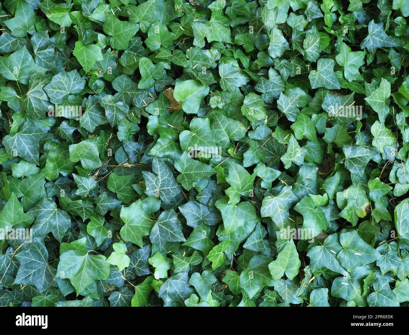 ivy plant background Stock Photo - Alamy