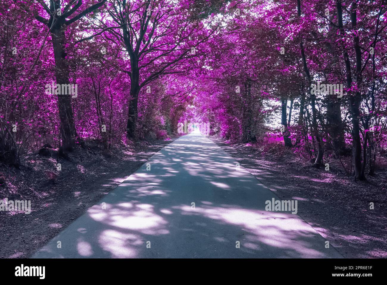 Infrared cherry blossom tree hi-res stock photography and images - Alamy
