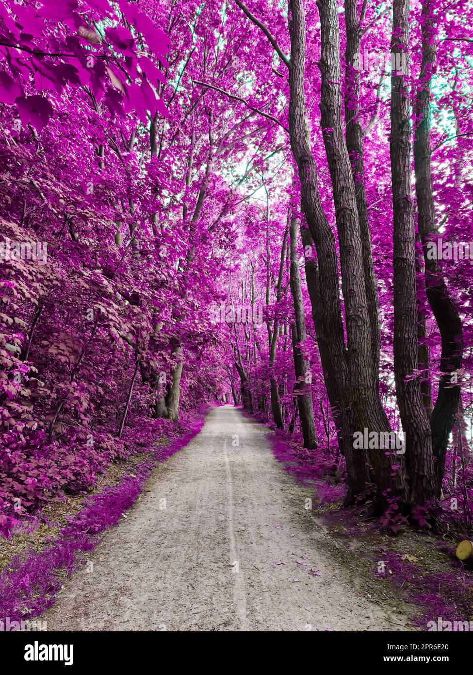 Beautiful panorama cherry trees hi-res stock photography and images - Alamy