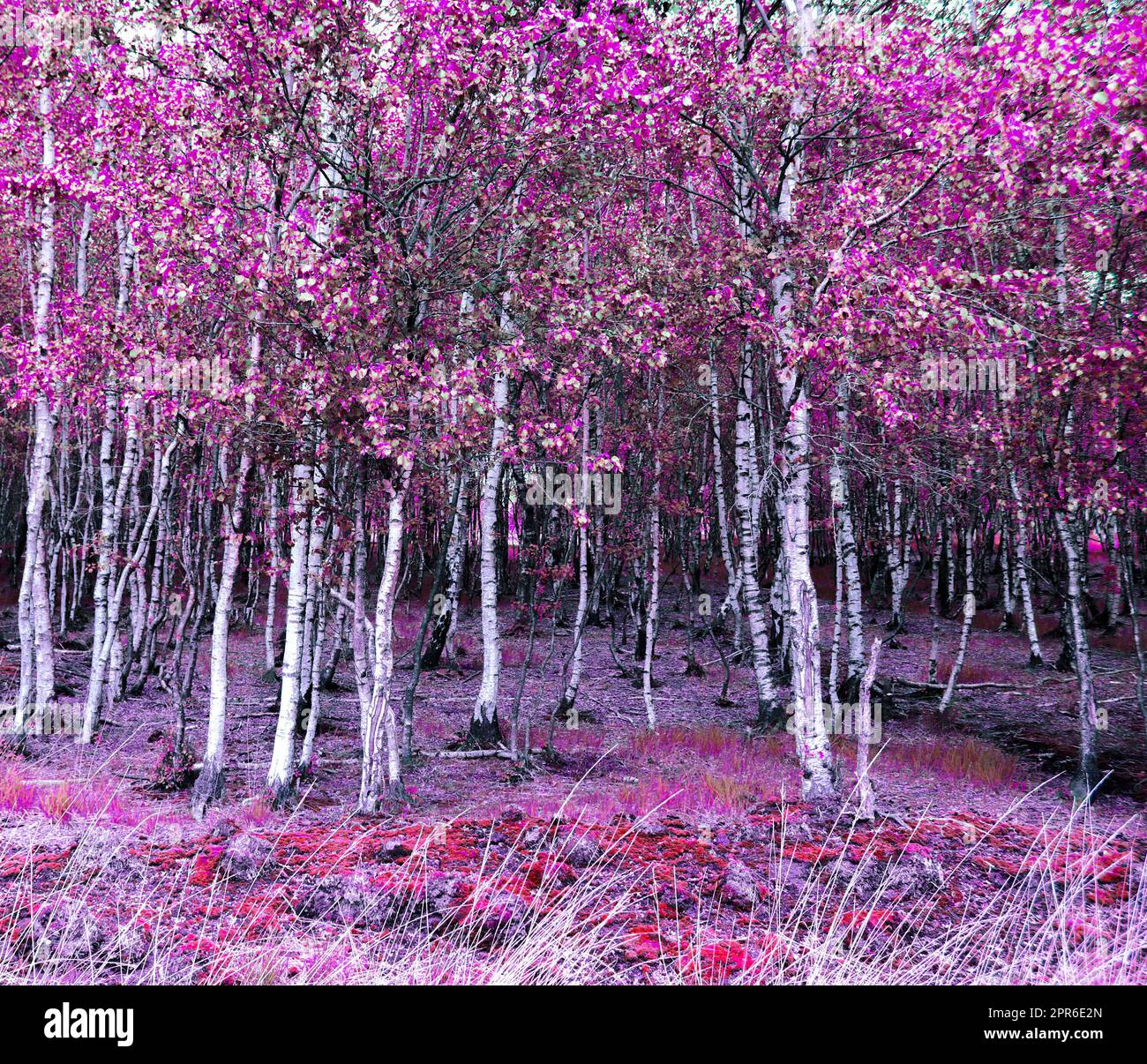Infrared cherry blossom tree hi-res stock photography and images - Alamy