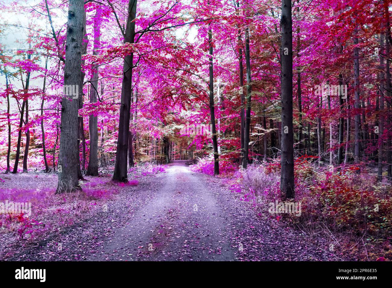 Infrared cherry blossom tree hi-res stock photography and images - Alamy
