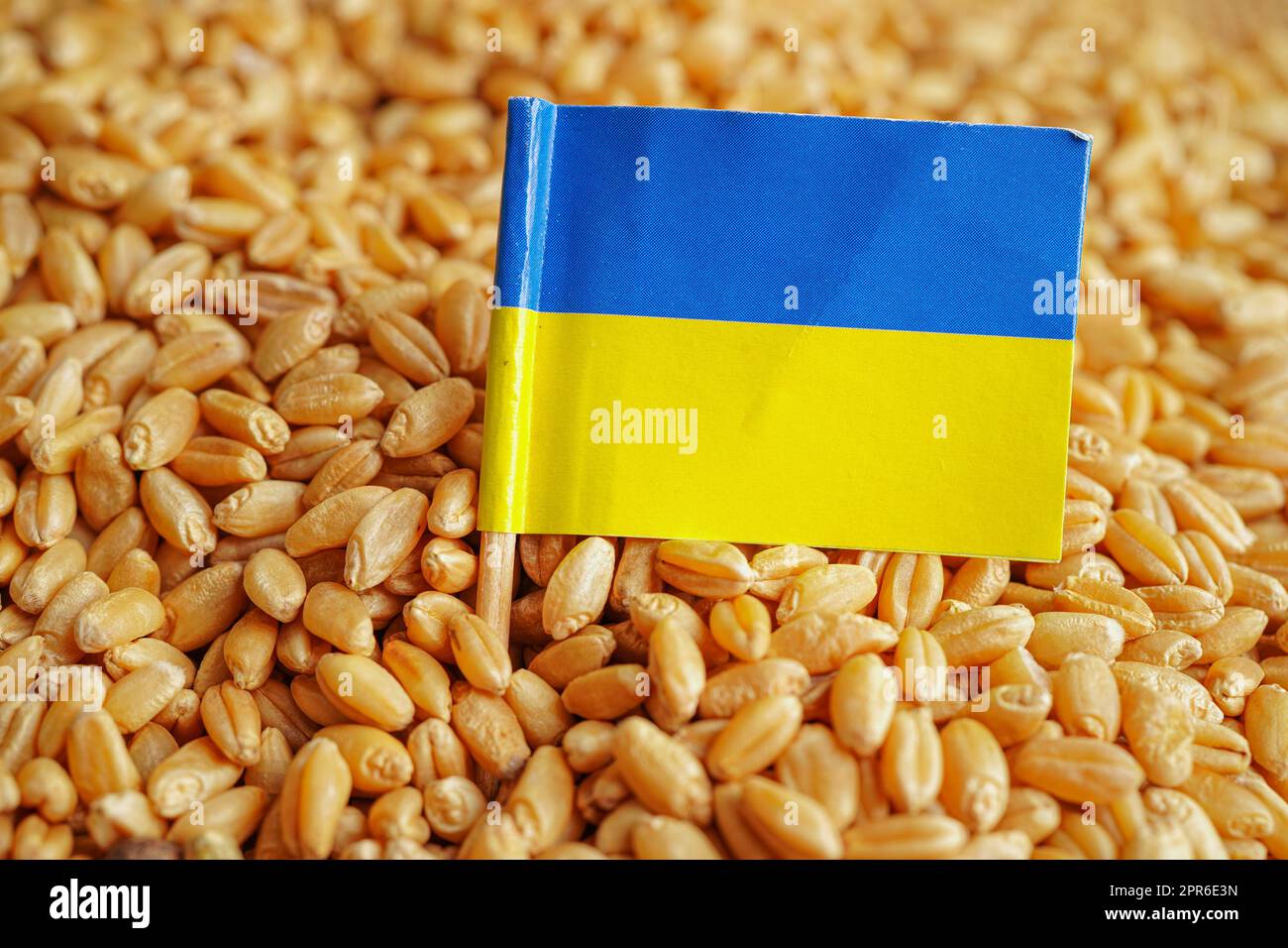 Ukraine on grain wheat, trade export and economy concept Stock Photo ...